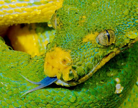 Green Tree Python Morelia Viridis Starmind Conservation