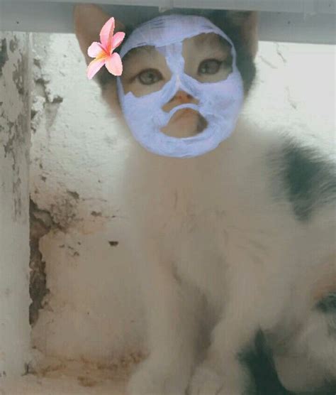 Cutee Cat💗💅♥😋