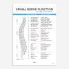 SPINAL NERVE FUNCTION CHART Poster By Kirografiks