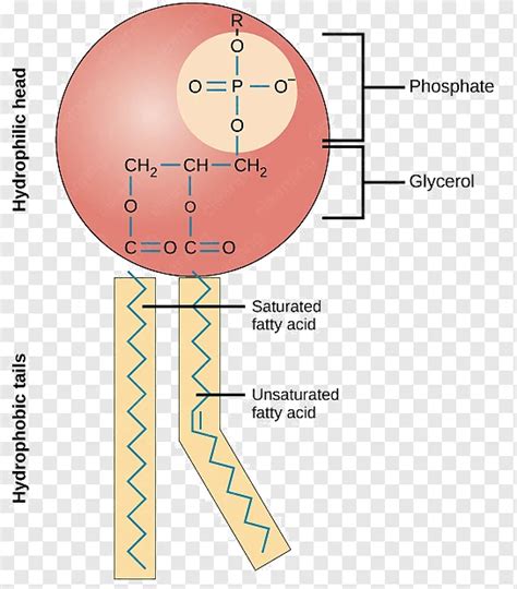 Phospholipid Diagram Simple The Cell Membrane Anatomy And Physiology