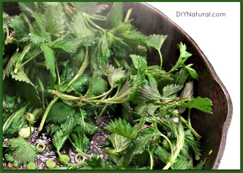 Stinging Nettle Identification How To Identify Harvest Prepare And