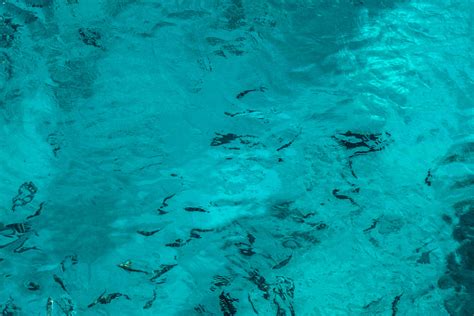 아름 다운 푸른 바다 물고기와 투명 한 표면입니다 해양 물고기의 배경에 대 한 테마입니다 관광 디자인에 대 한 재고 사진 0명에 대한 스톡 사진 및 기타 이미지 Istock