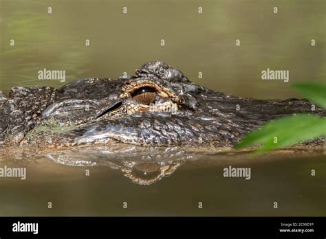 Alligator Mating Hi Res Stock Photography And Images Alamy