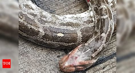 Thane Python Beaten With Stone Has A Broken Jaw Thane News Times