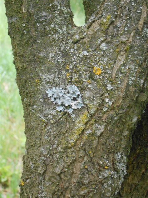 Part Of The Tree Trunk With Lichen Stock Image Image Of Wood Gray 100614335