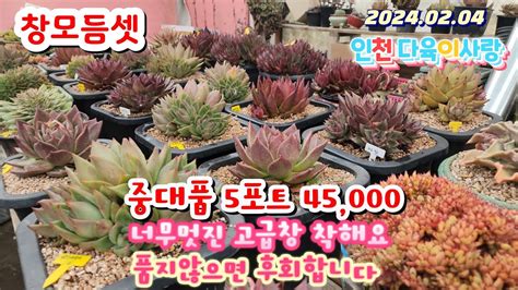 다육이사랑3창모듬셋 파격가 달달묵어진 너무멋진창다육 고급품종 5포트 택포450004포트 8만 득템기회 Youtube