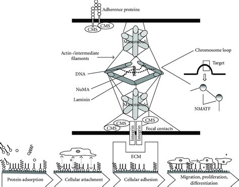 The Scheme Shows Principal Interactions Of Extracellular Matrix ECM Download Scientific