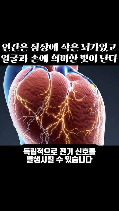 인간의 심장은 뇌 없이도 잠시 뛸 수 있다 Youtube
