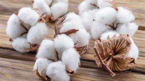 Bt Cotton What Are The Benefits Of Bt Cotton Technology