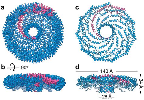 Cryo Em Structure Of The Human Cav1 8s Complex Reveals It Is A Tightly Download Scientific
