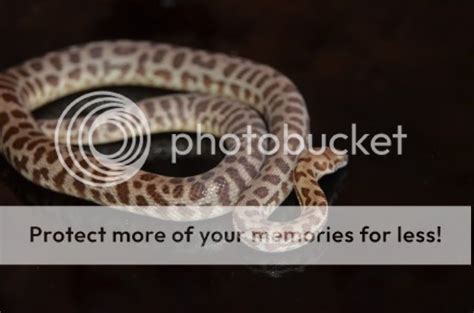 Windorah Stimsons Pythons Reptile Forums