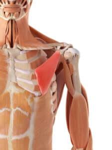 Pectoralis Trigger Points How To Find And Release