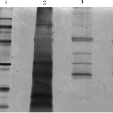 Silver Staining Sds Page From Tobacco Proteins Purified With
