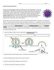 Virus Worksheet Docx Name Date How Do Viruses Infect Cells Viruses Are Nonliving Organisms