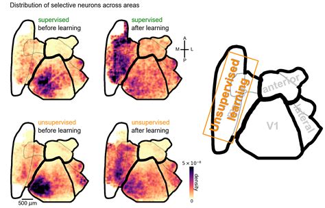Unsupervised Pretraining In Biological Neural Networks