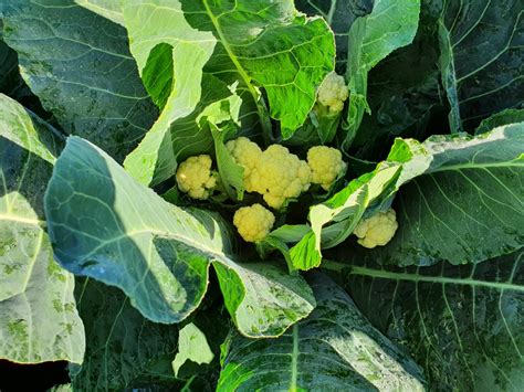 Inovacija CvetaČa Icestem Seminaposebnaponudba Inovacija CvetaČa Icestem Seminaposebnaponudba