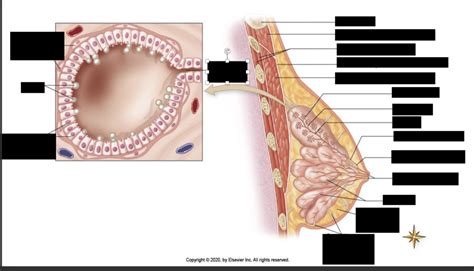 Labeling Diagram Quizlet