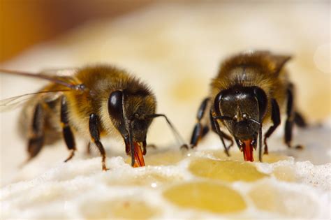 Bees Virginia Professional Wildlife Removal Pest Control