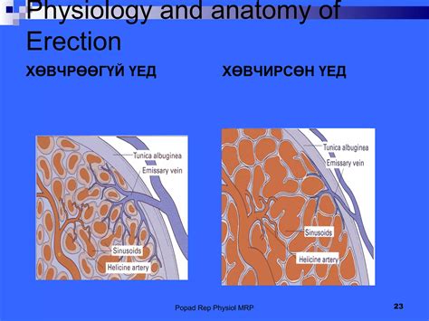 эрэгтэйн нөхөн үржихүйн анатоми физиологи Ppt