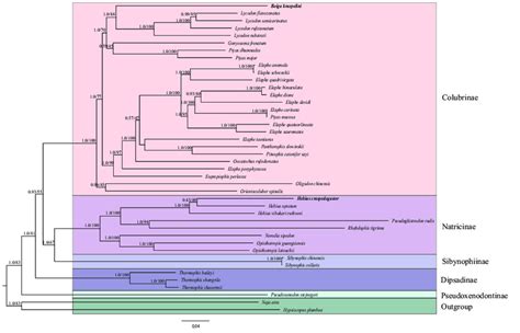 Phylogenetic Tree Inferred From The Nucleotide Sequences Of 13