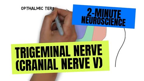 Trigeminal Nerve Sensory And Motor Function