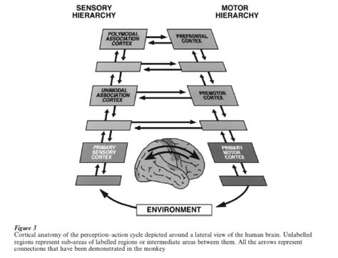 Prefrontal Cortex Research Paper IResearchNet