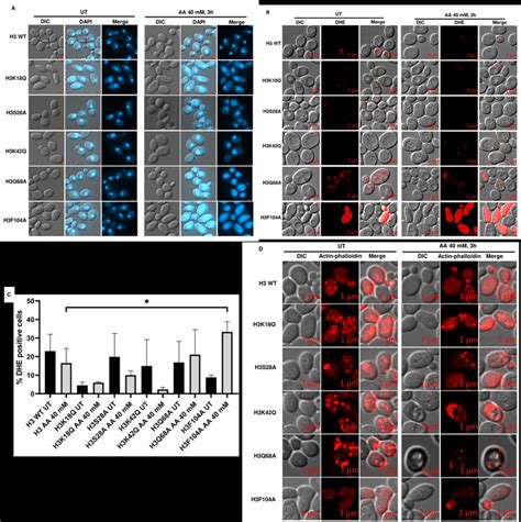 Acetic Acid Sensitive Mutants Exhibit Chromatin Fragmentation Enhanced Download Scientific