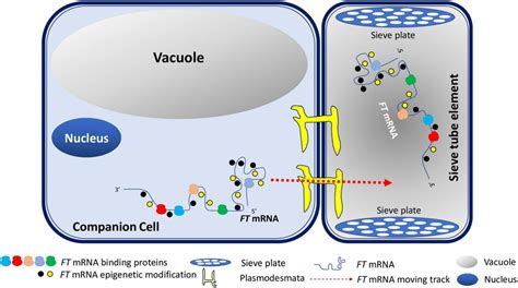 A Model For Ft Mrna Signaling In Companion Cells Ft Mrnas May Be