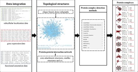 The Detection Process Of Protein Complexes From A Protein Protein Download Scientific Diagram