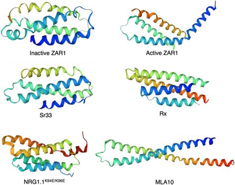 Structural Basis Of Nlr Activation And Innate Immune Signalling In Plants Pmc