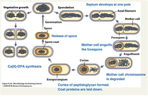 Lecture 16 20 Bacterial Spore Formation Bacterial Cell Division