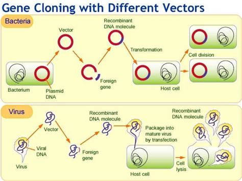 Molecular Cloning Vectors Types And Characteristics