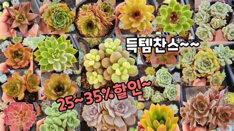 9월 5일 ️득템하세요~예쁜다육식물25~35~할인~ 🤗다육판매다육식물korean Succulent Plants 多肉植物 특가다육숨막히게예쁜다육다육농장카드