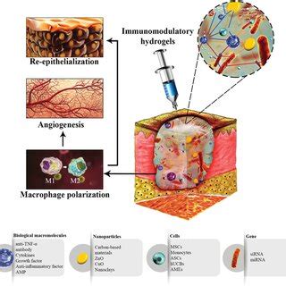 Schematic Representation Of Various Hydrogelbased Immunomodulation