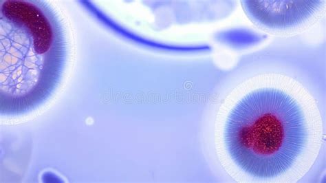 Microscopic View Of Cellular Structures With A Red Nucleus In A Blue Environment Concept Of