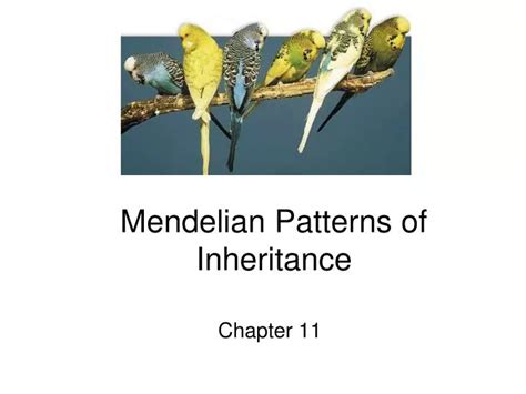 Ppt Mendelian Patterns Of Inheritance Powerpoint Presentation Free