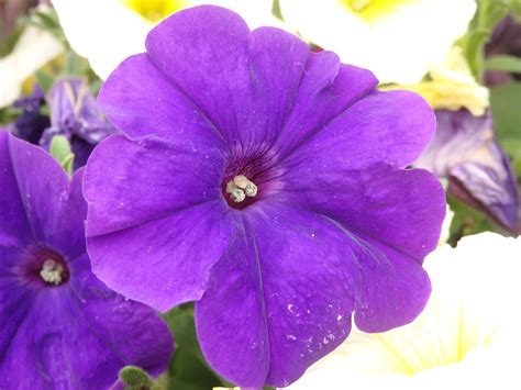 価格 Com 『花』オリンパス Olympus Stylus Sh 1 [ブラック] クイックルハンドワイパーさんのレビュー・評価投稿画像・写真「本当に、本当に良いコンデジだった」[750962]