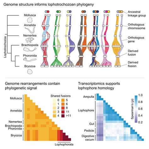 Phoronid Genome Supports A Monophyletic Lophophorata Current Biology