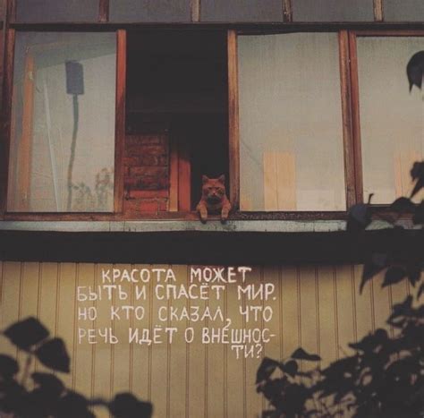 надпись на стене котэ прикольные картинки с кошками смешные картинки и другие приколы
