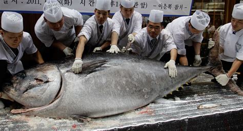 Tuna Size Comparison To Human At Emma Jourdan Blog