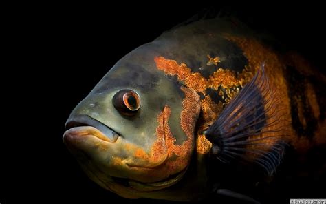 Jquery Am2 Simple Slider Examples