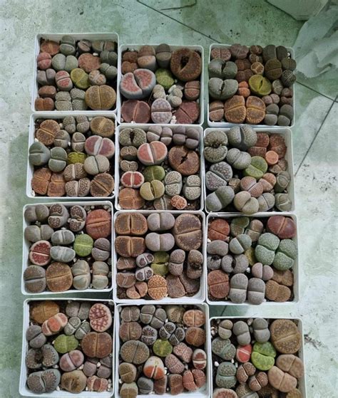 Lithops Furniture And Home Living Gardening Plants And Seeds On Carousell