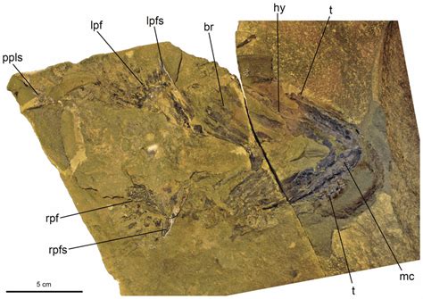 General View Of The Doliodus Specimen Nbmg 10127 Showing The Ventral