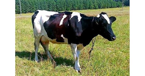 Учени Предците на съвременните крави били хищници Български Фермер