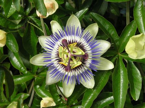 Passion Flower Summer Colorful Free Photo On Pixabay Pixabay