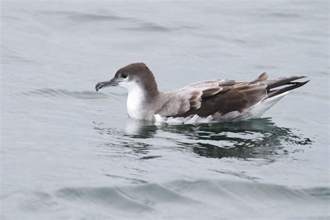 California Central Coast Specialties And Seabirds Wildside Nature Tours