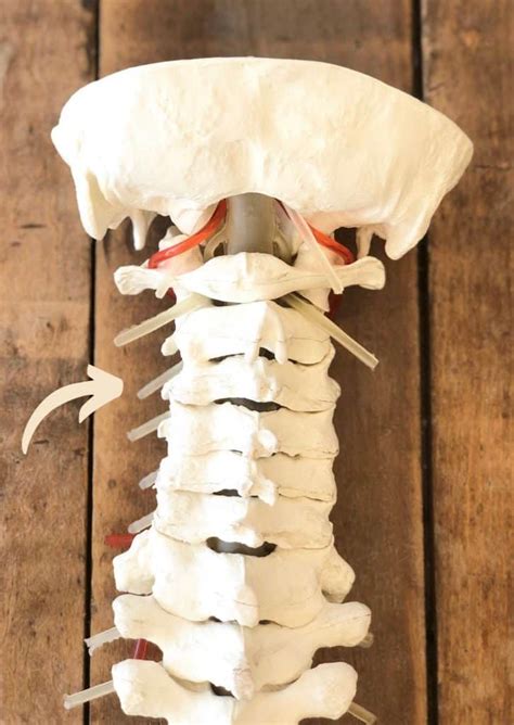 Explanation Of Vertebra C1 To C5 Welkom Bij Topchiro