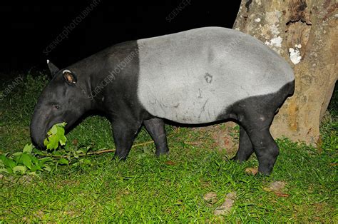 Malayan Tapir Tapirus Indicus Stock Image F031 8489 Science