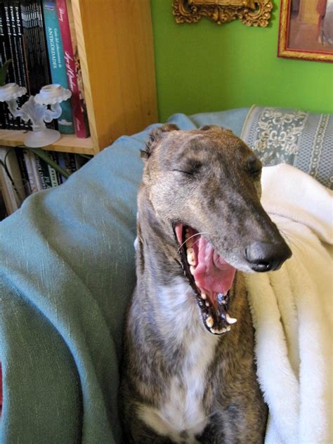 Mis Galgas Yo Y The Ruby Slippers Junio