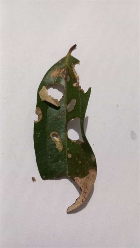 Diseases Detection Object Detection Dataset By Project1